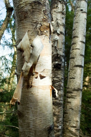 Celtic Tree Calendar ~ November, the Birch Tree